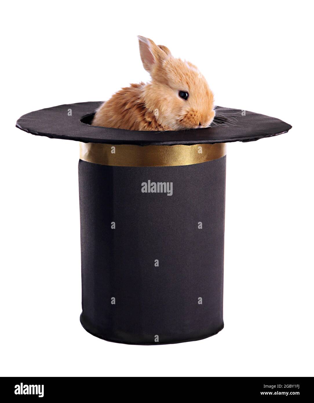 Black white lop ear bunny hi-res stock photography and images - Alamy