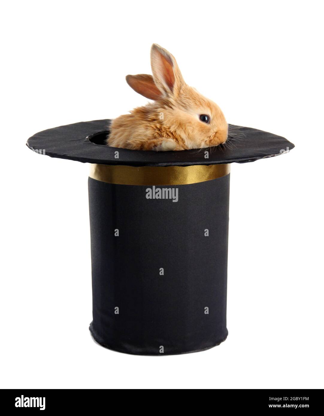 Fluffy foxy rabbit in black cylinder isolated on white Stock Photo - Alamy