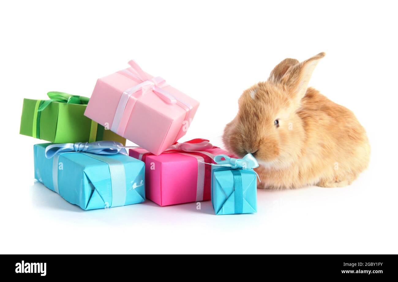 Fluffy foxy rabbit with gifts isolated on white Stock Photo - Alamy