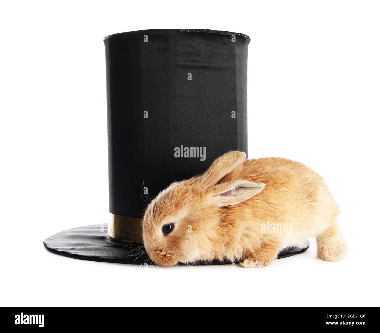 Fluffy foxy rabbit with black cylinder isolated on white Stock Photo ...