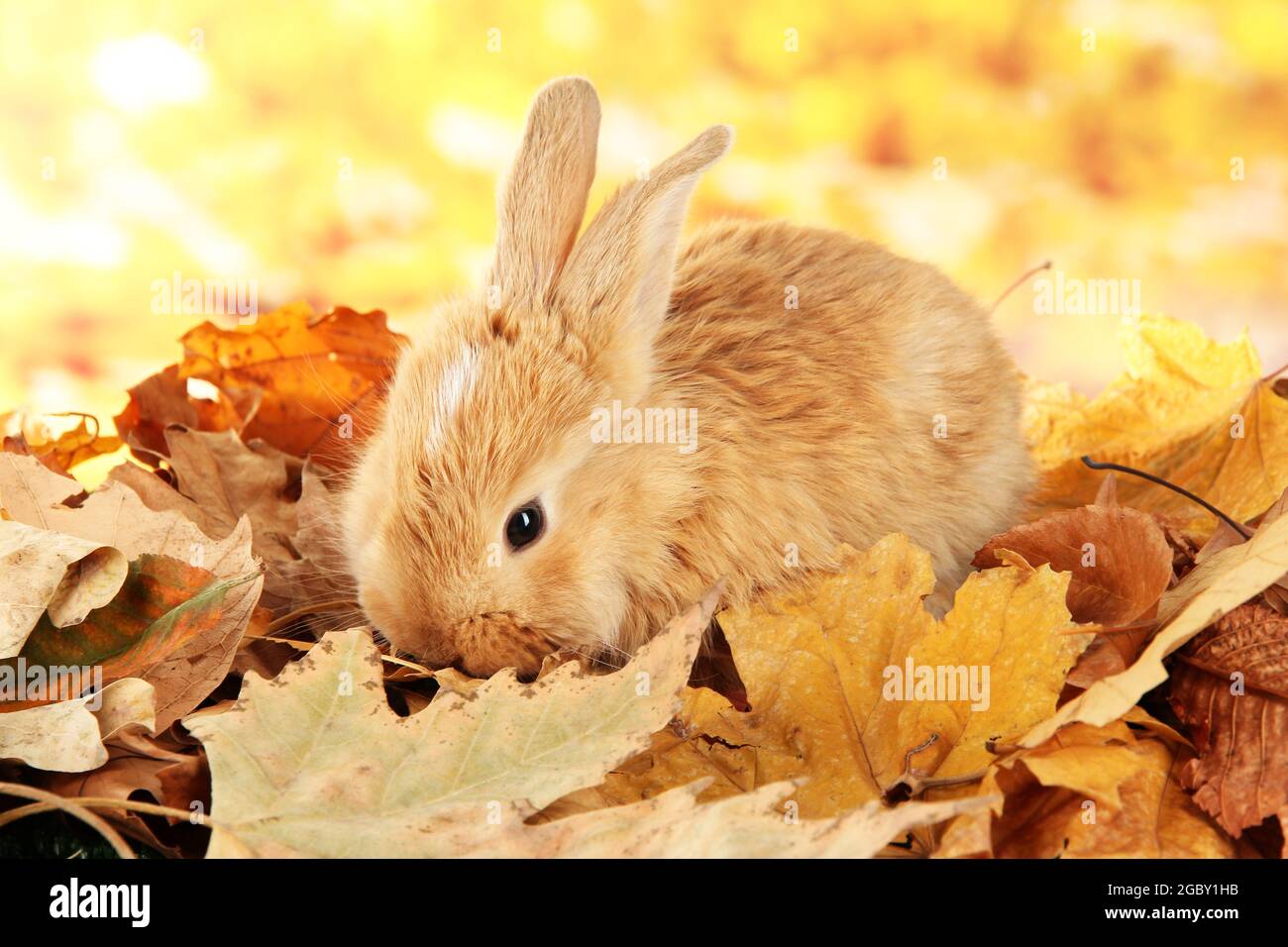 Fluffy foxy rabbit on leaves in park Stock Photo - Alamy