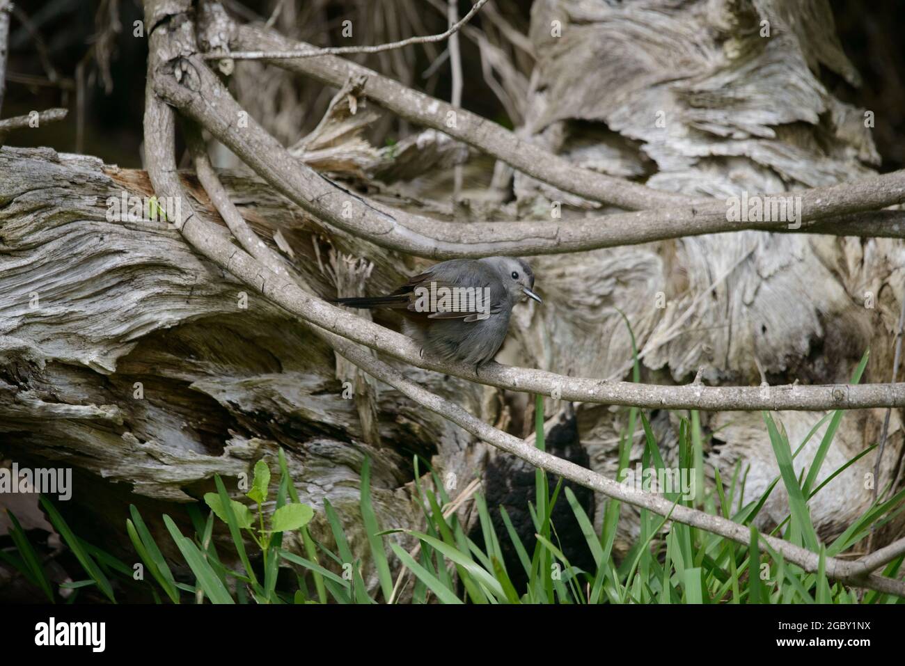 Cat bird in Spring migration in Texas Stock Photo - Alamy