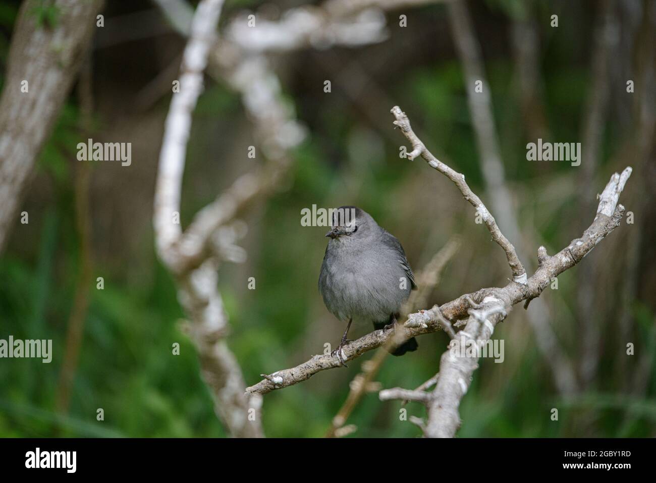 Cat bird in Spring migration in Texas Stock Photo - Alamy
