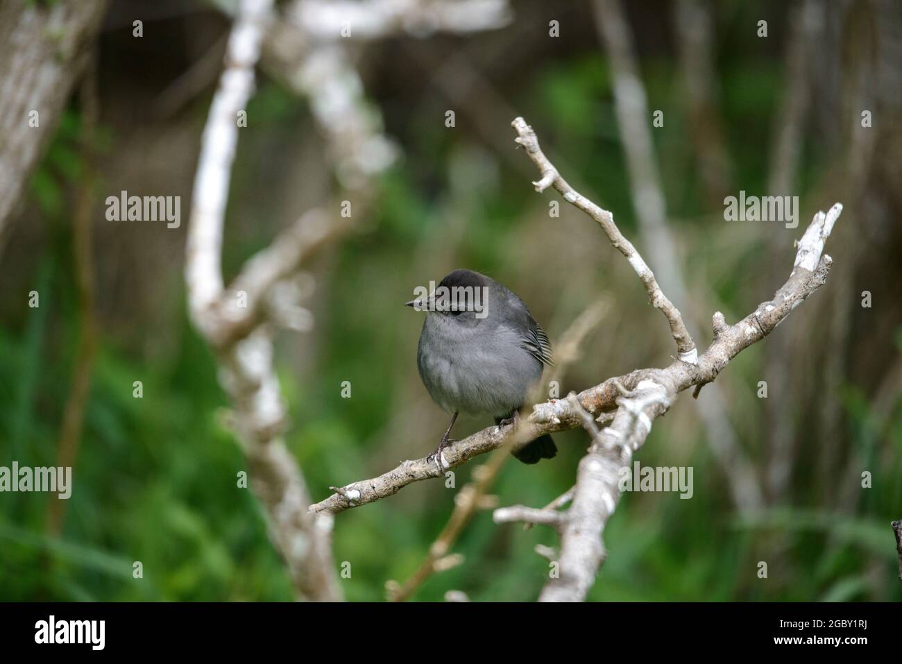 Cat bird in Spring migration in Texas Stock Photo - Alamy
