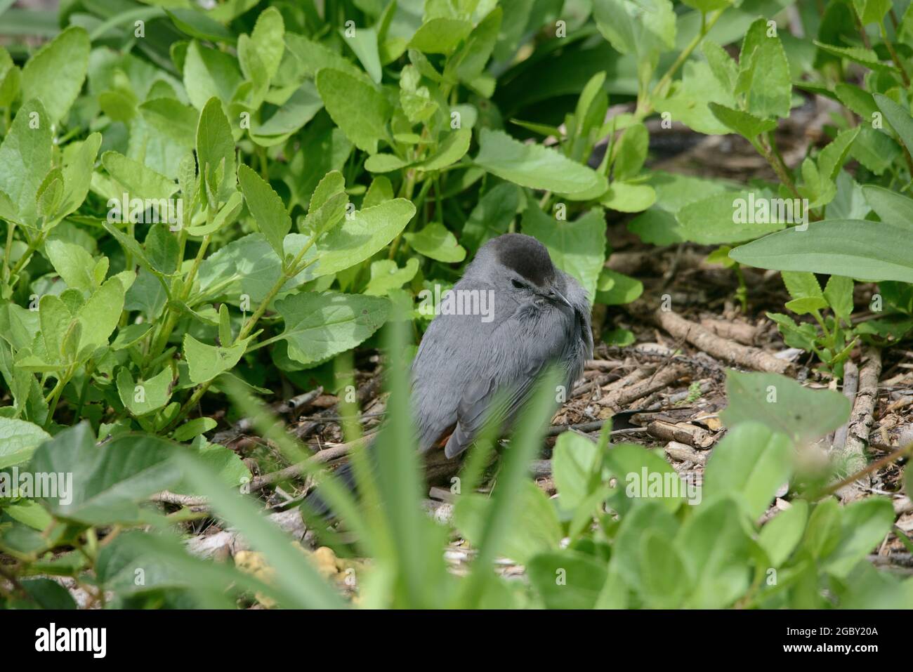 Grey catbird birds of South Texas in Spring Stock Photo - Alamy