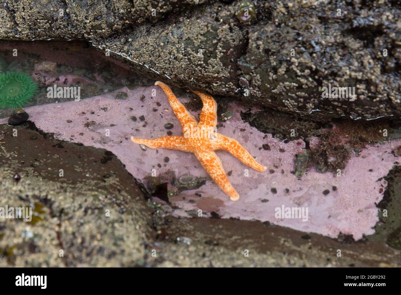 Starfish in pool hi-res stock photography and images - Alamy