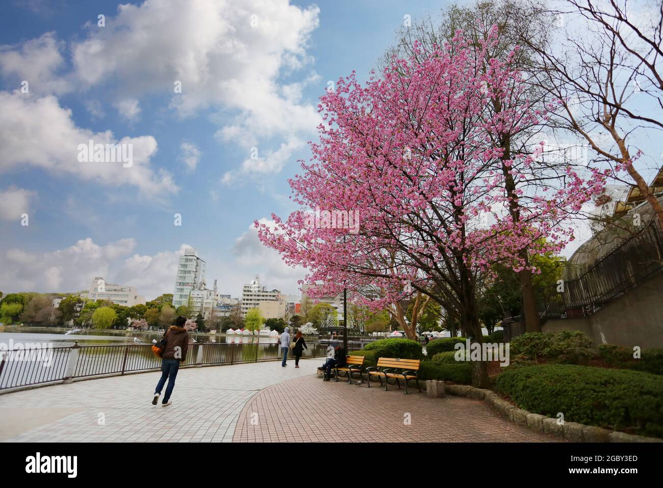 Sakura tree with blooming in UENO PARK,Tokyo prefecture in Japan Stock ...
