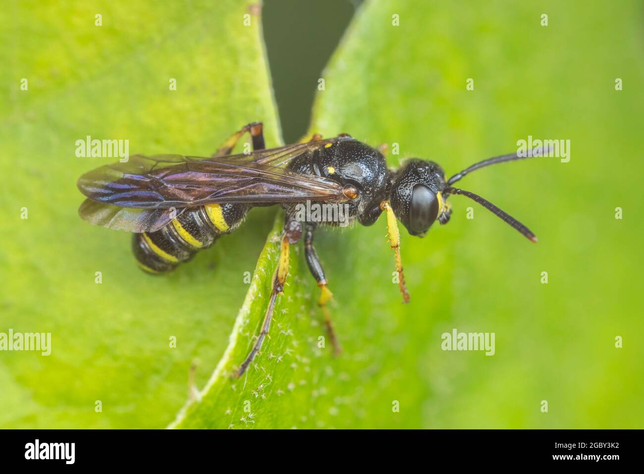 Cerceris hi-res stock photography and images - Alamy