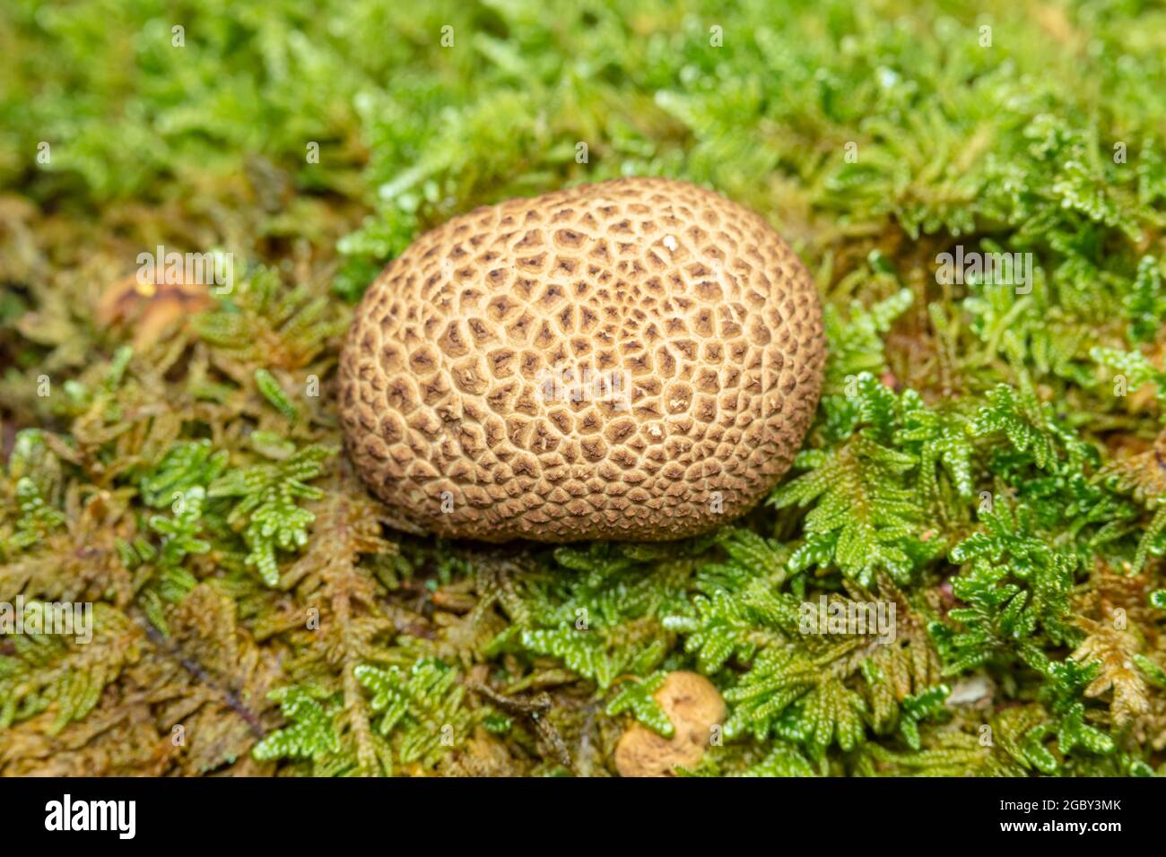 Common Earthball (Scleroderma citrinum Stock Photo - Alamy