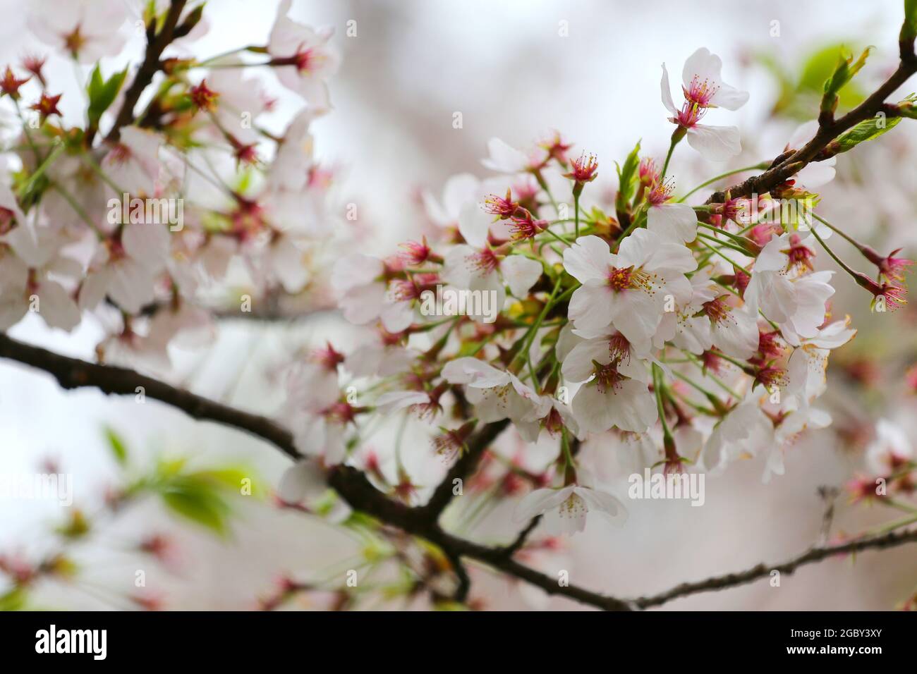 Sakura tree with blooming in Chidorigafuchi park,Tokyo prefecture in ...