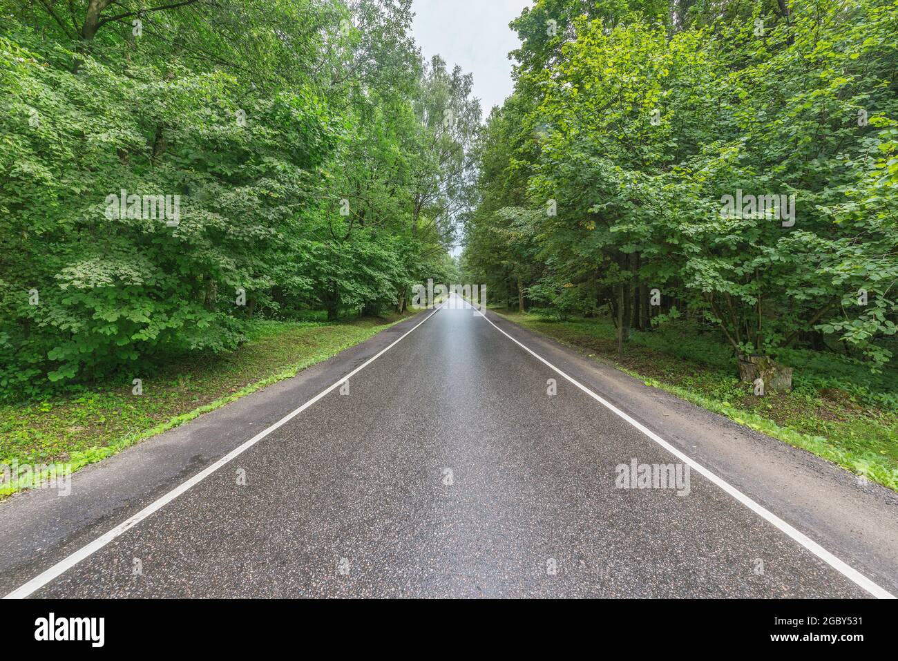 Wet asphalt road in the forest after rain Stock Photo - Alamy