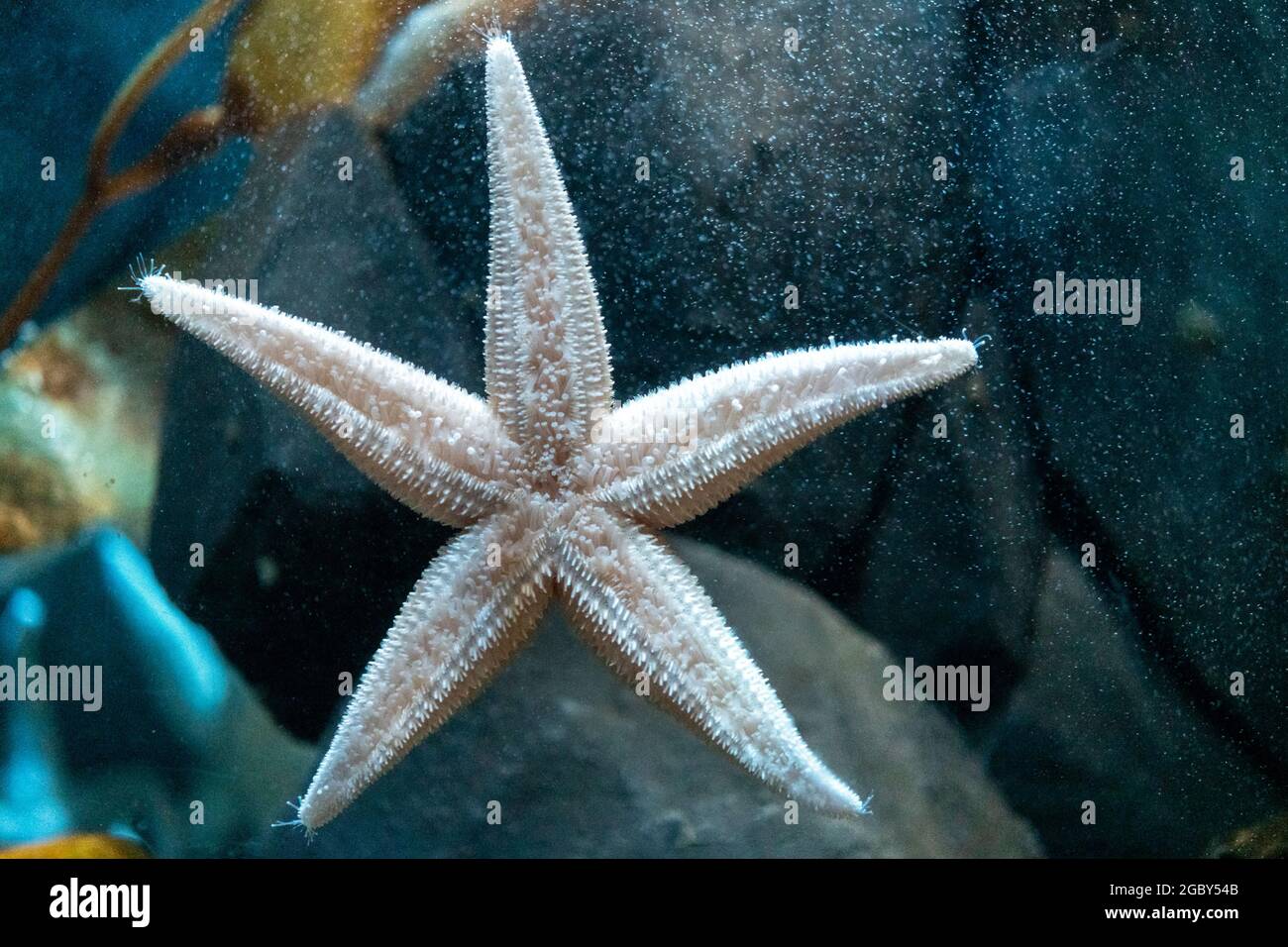 Starfish tank hi-res stock photography and images - Alamy