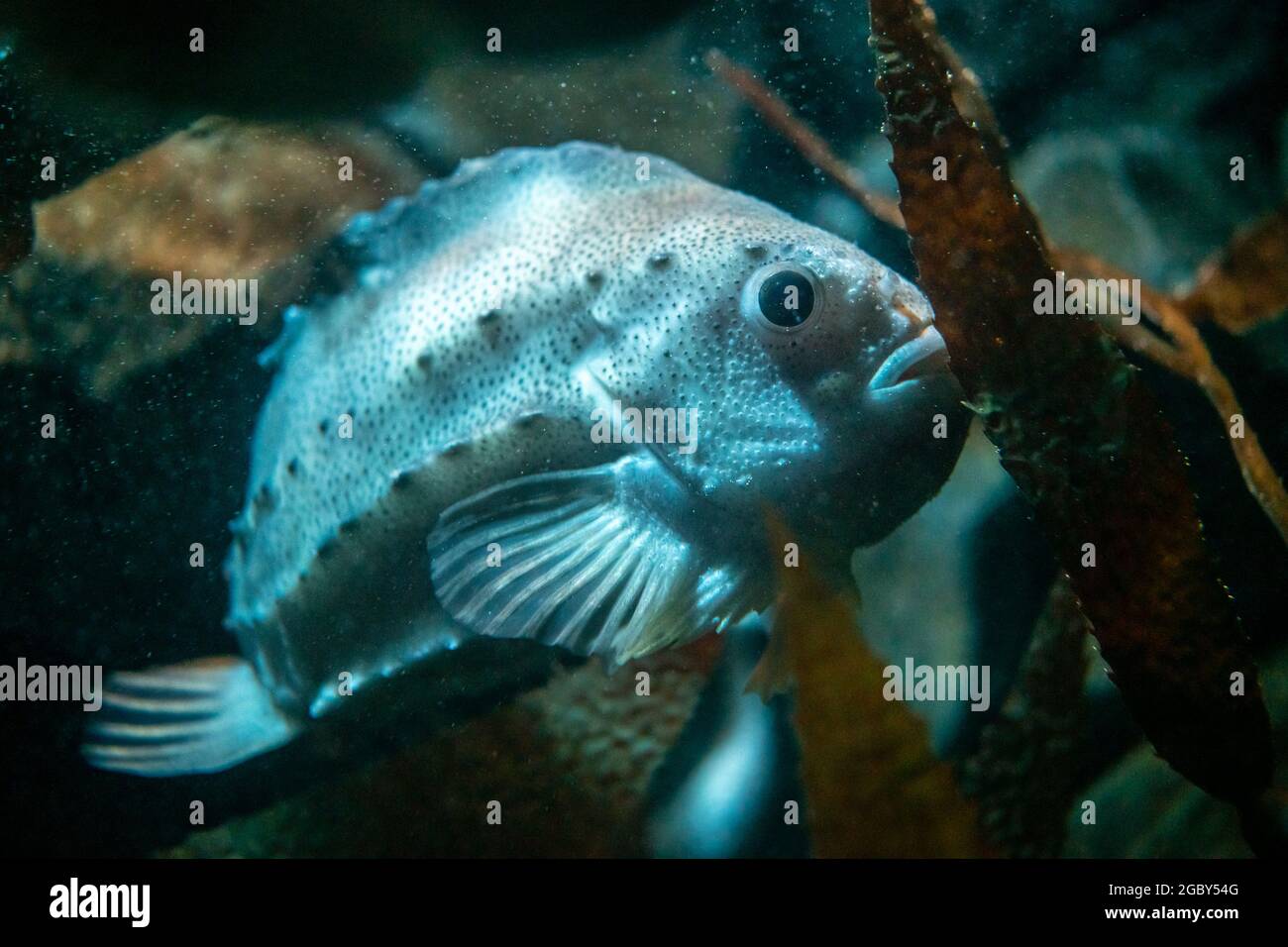 Lumpfish hi-res stock photography and images - Alamy