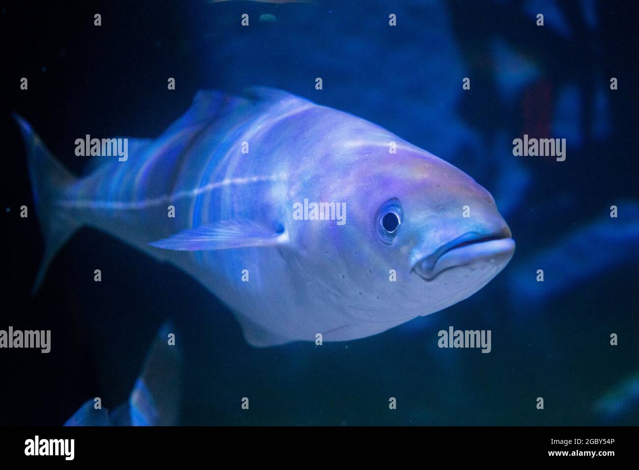 Fish fauna hi-res stock photography and images - Alamy