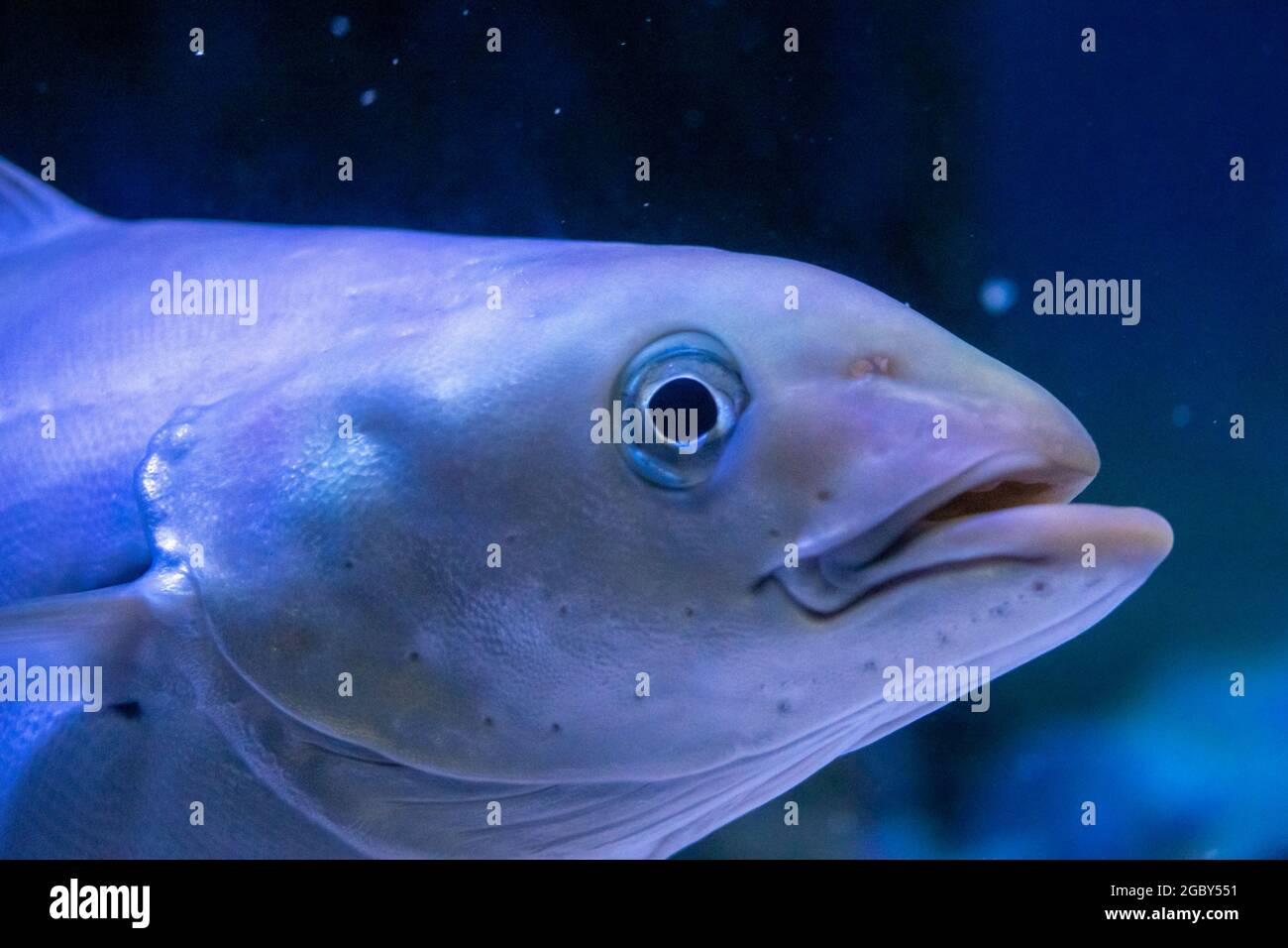 Fish fauna hi-res stock photography and images - Alamy