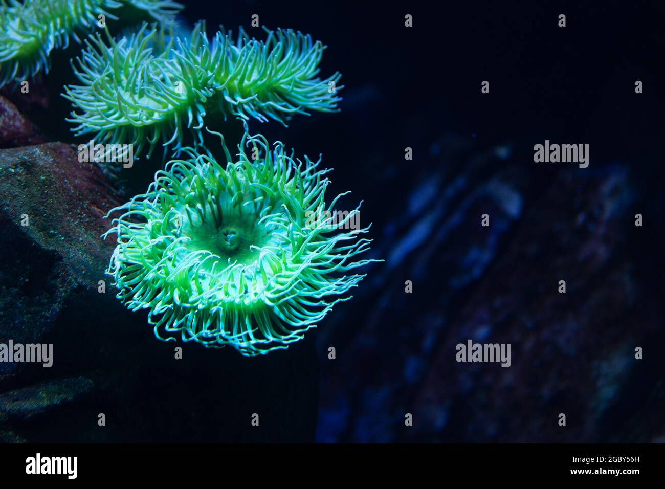 Aquarium anemone hi-res stock photography and images - Alamy
