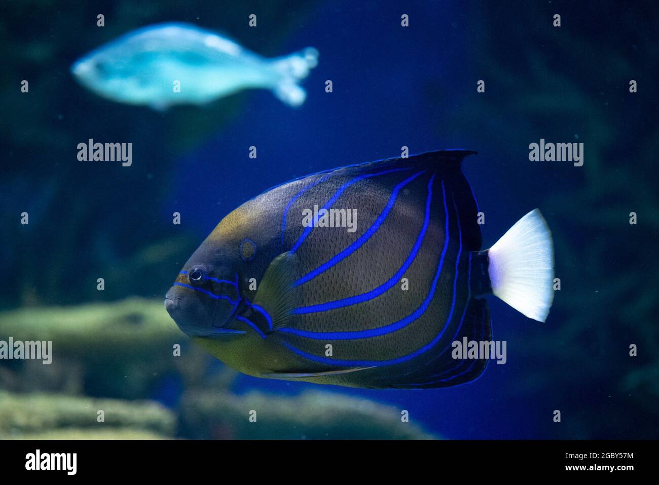 Colorful fish typical of the coral reef Stock Photo - Alamy