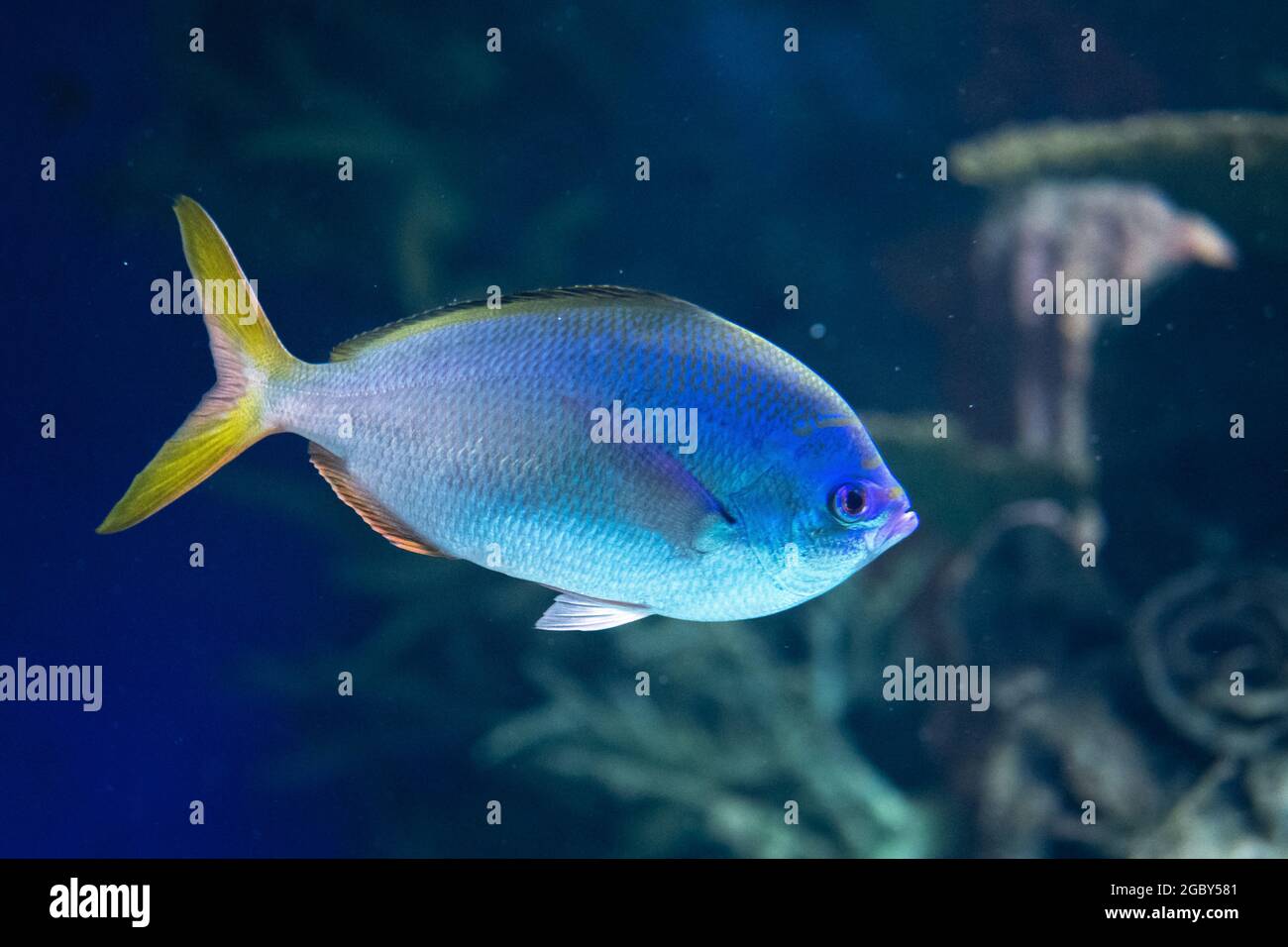 Colorful fish typical of the coral reef habitat Stock Photo - Alamy
