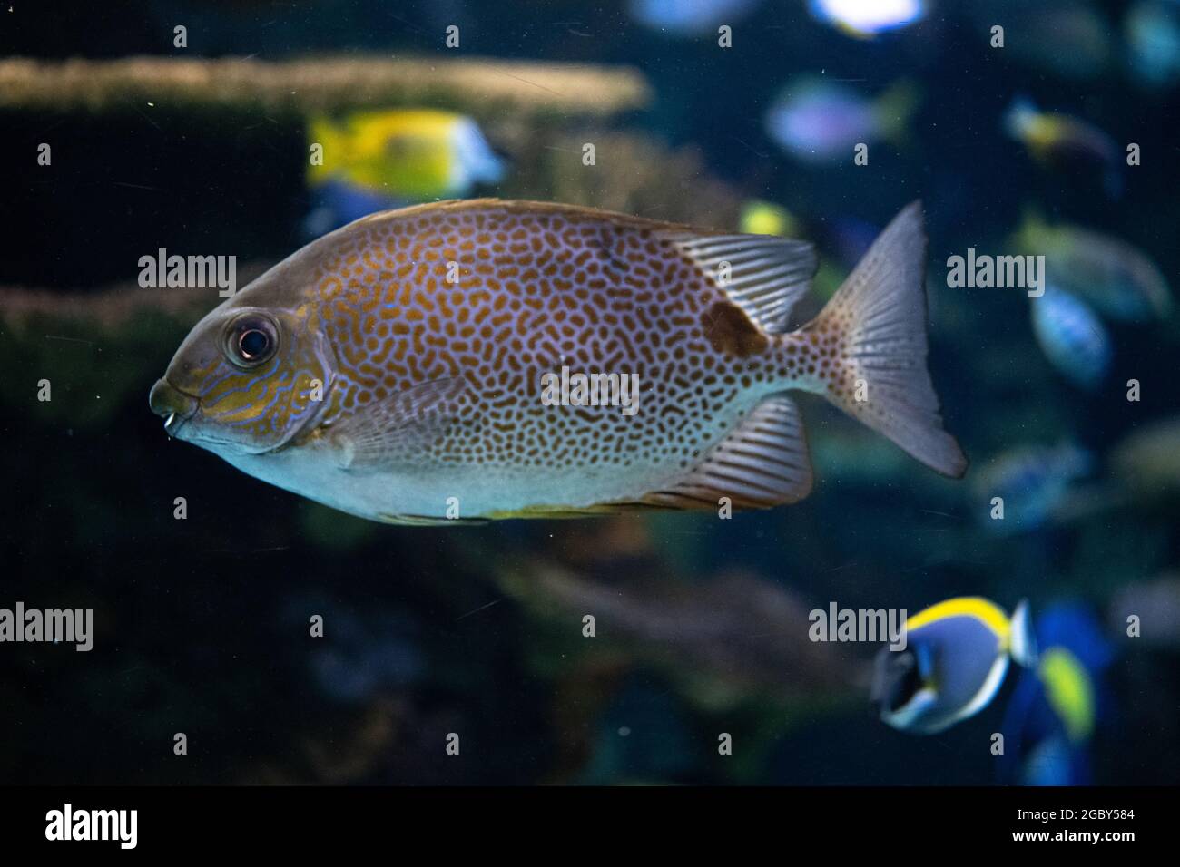 Colorful fish typical of the coral reef Stock Photo - Alamy