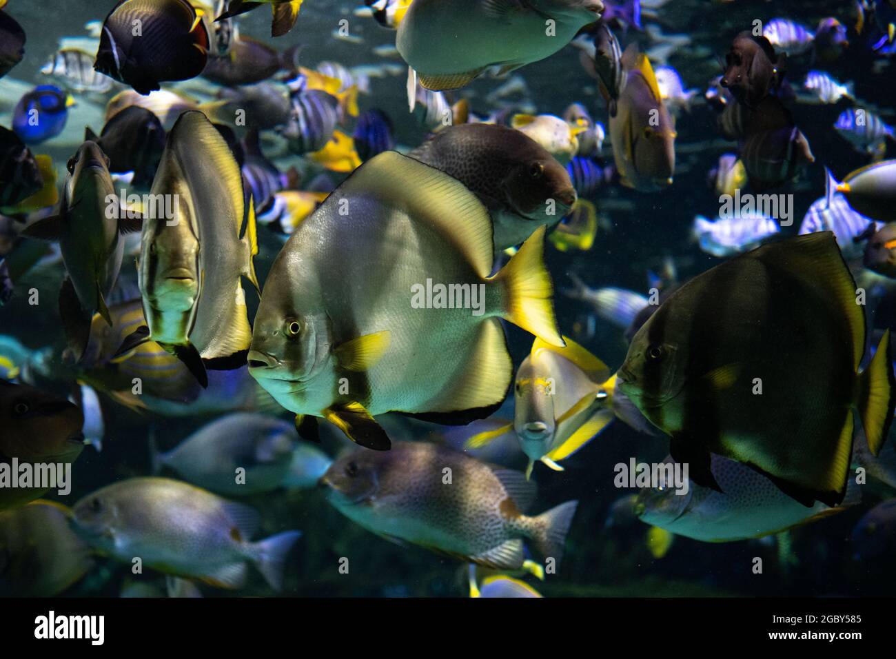 Colorful school of fish typical of the coral reef Stock Photo - Alamy