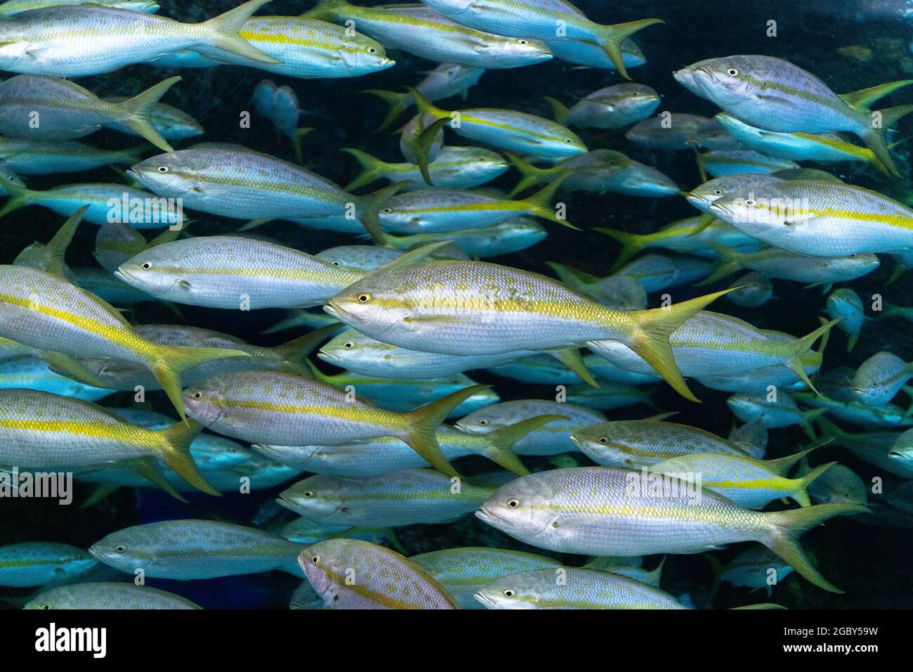 School fish tank hi-res stock photography and images - Alamy