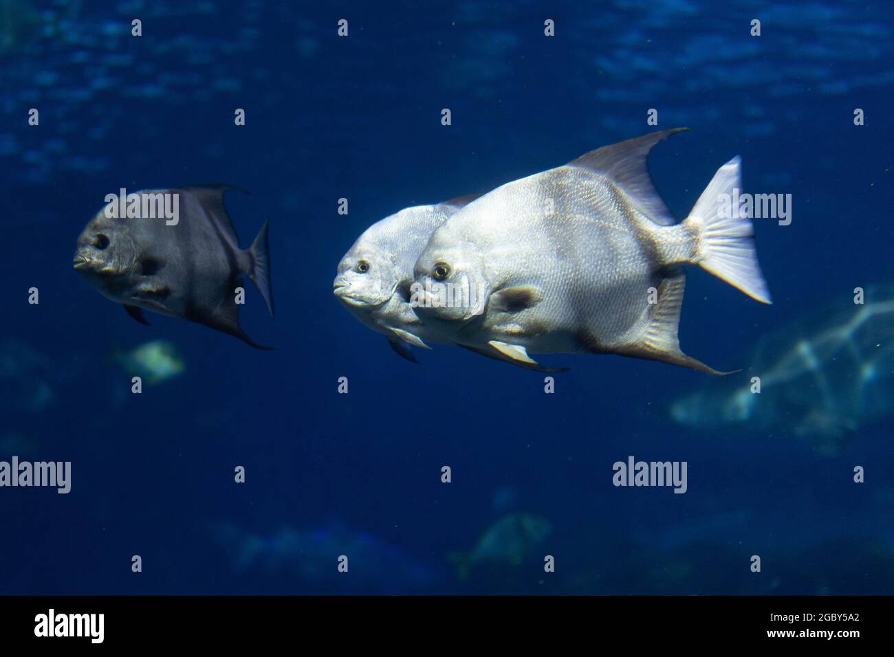 Coral reef fish aquarium hi-res stock photography and images - Alamy
