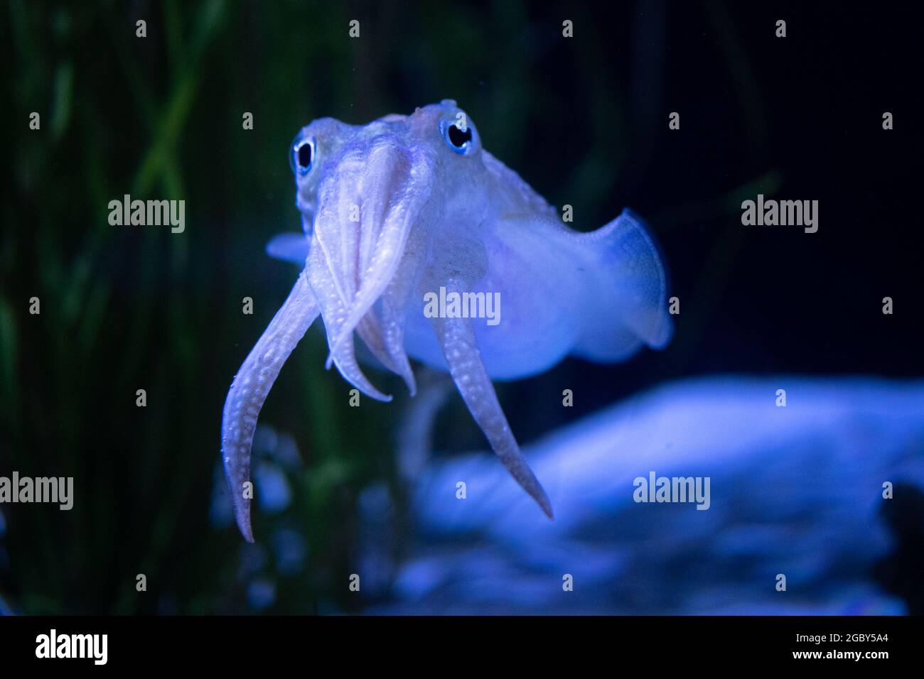 Aquarium cuttlefish hi-res stock photography and images - Alamy