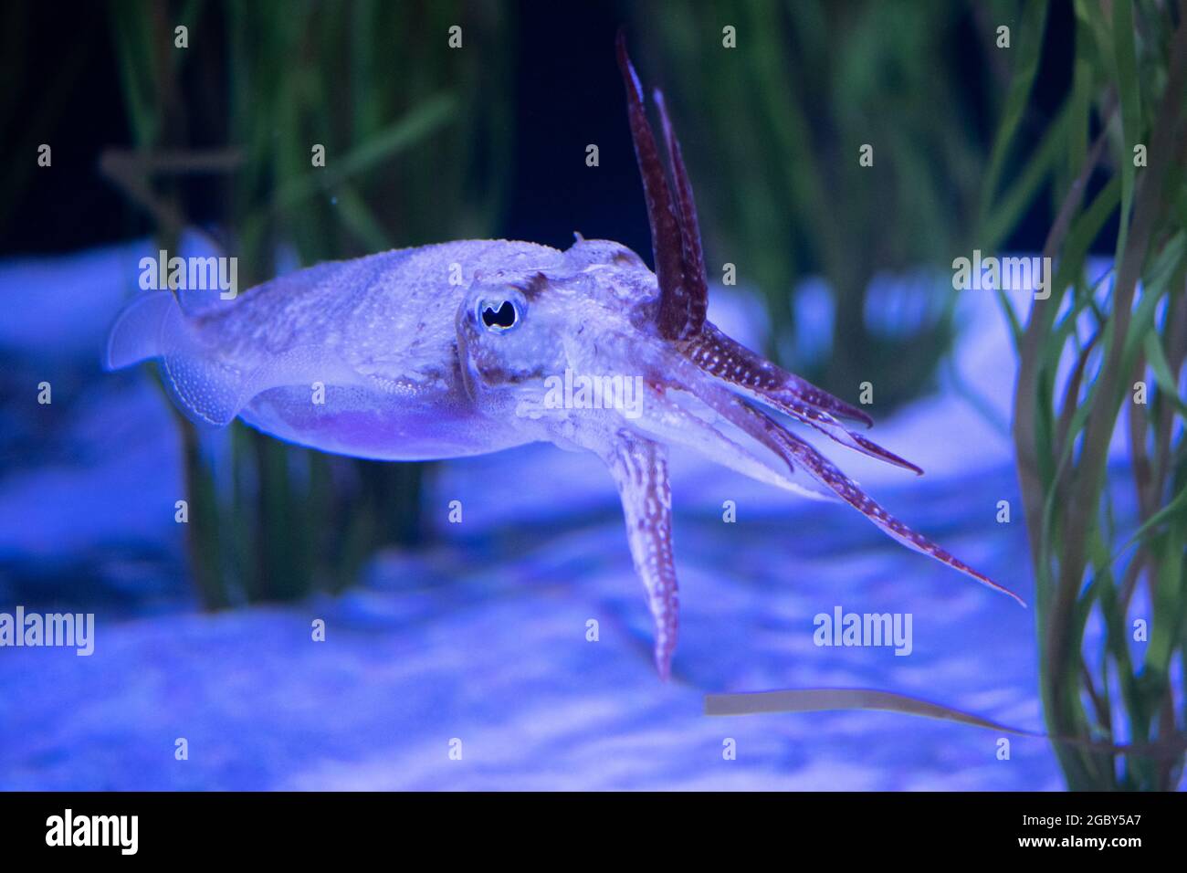 Aquarium cuttlefish hi-res stock photography and images - Alamy