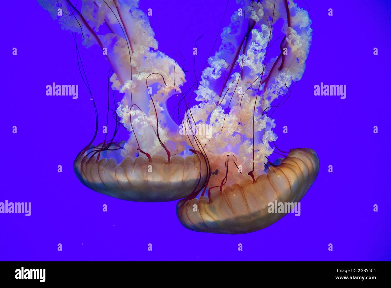 Fish jellyfish hi-res stock photography and images - Alamy