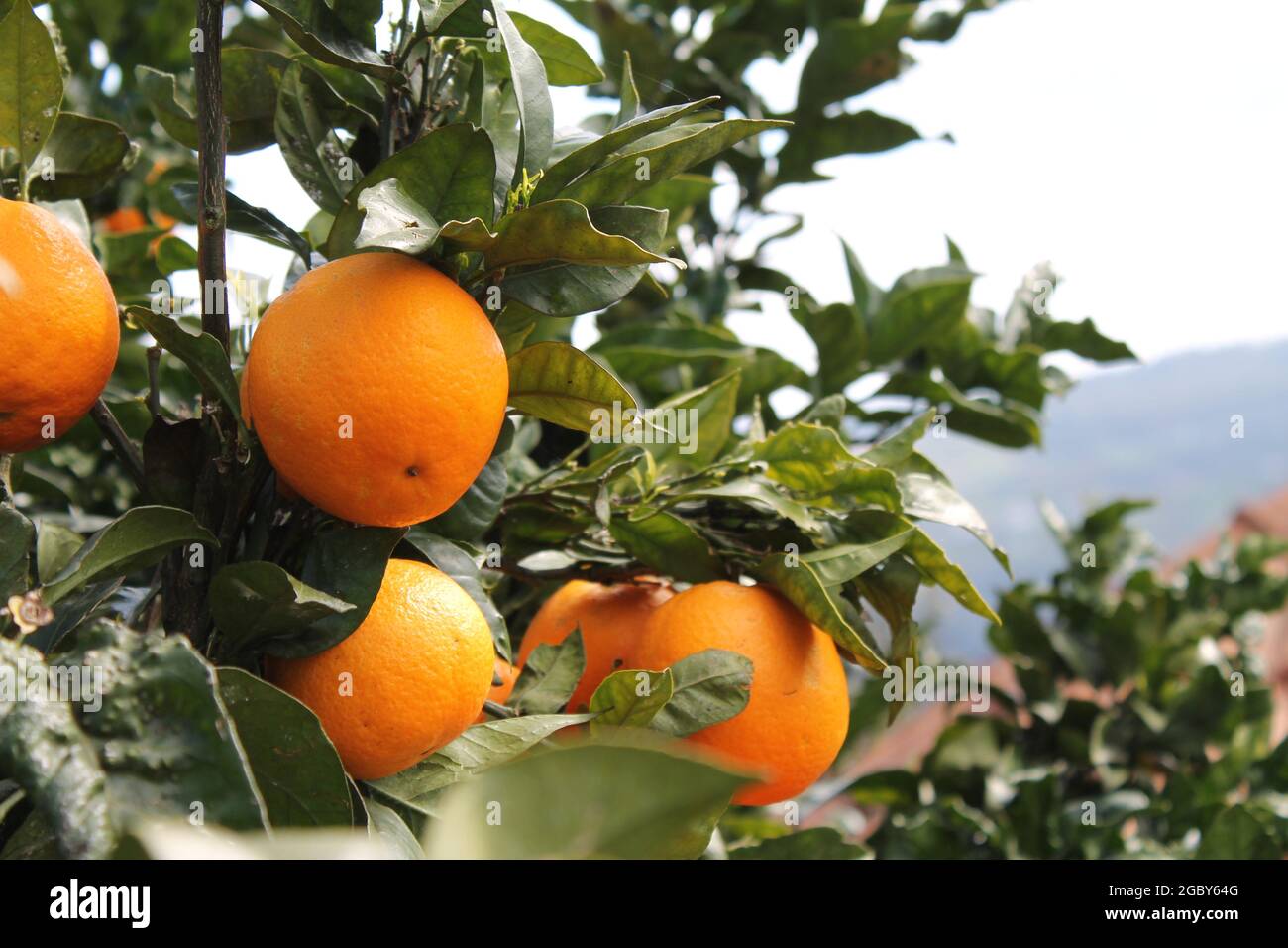 Laranjas, Naranjas, Orange, Isla de Madeira, Madeira Island, Ilha da ...