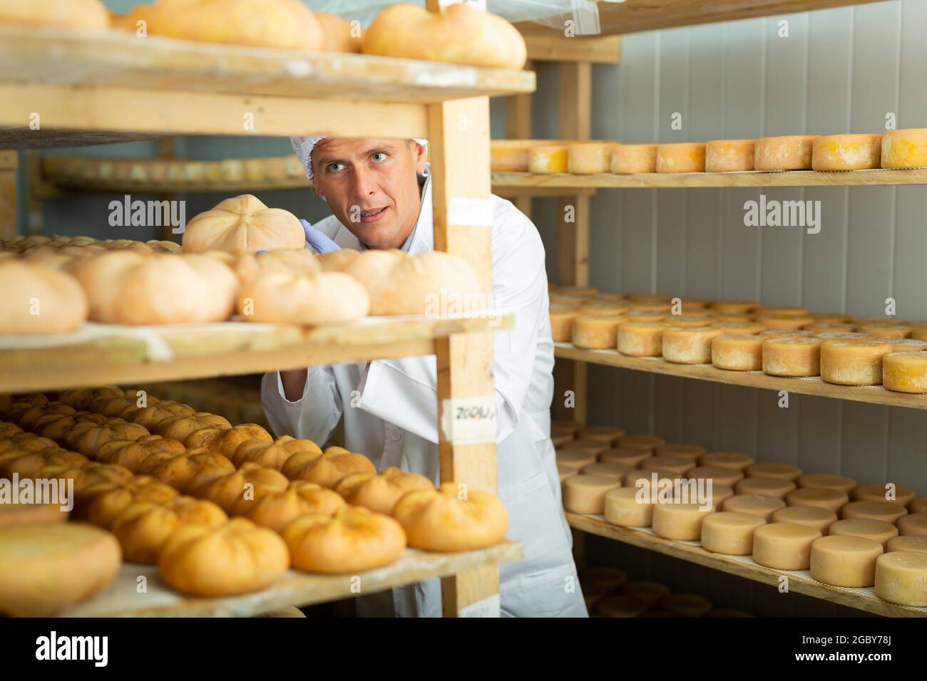 Cheese maker brushing mould off the hard cheeses by hand. Numbers on ...