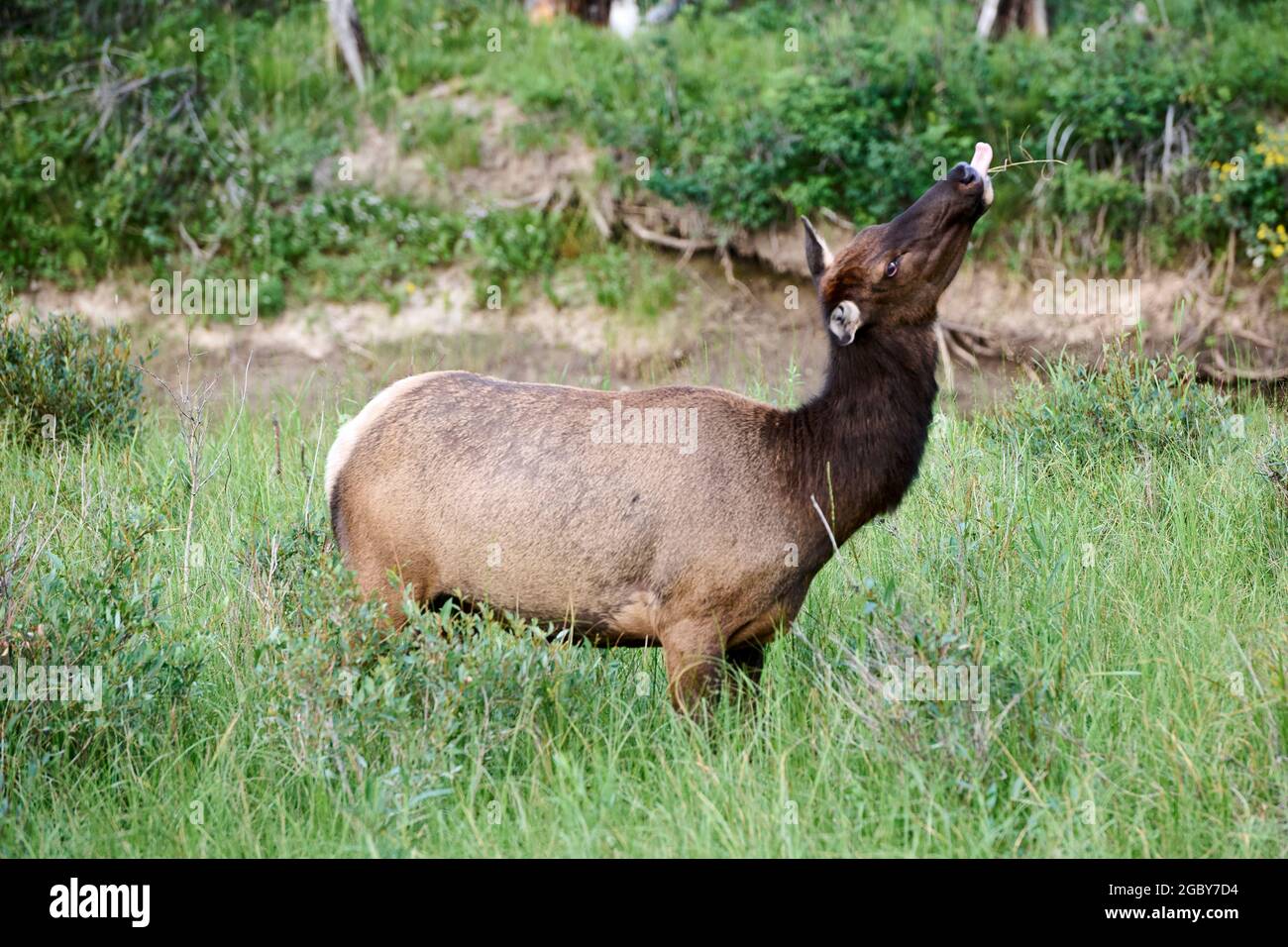 Elk (Wapiti), (Cervus canadensis), Higashikawa Friendship Trail ...