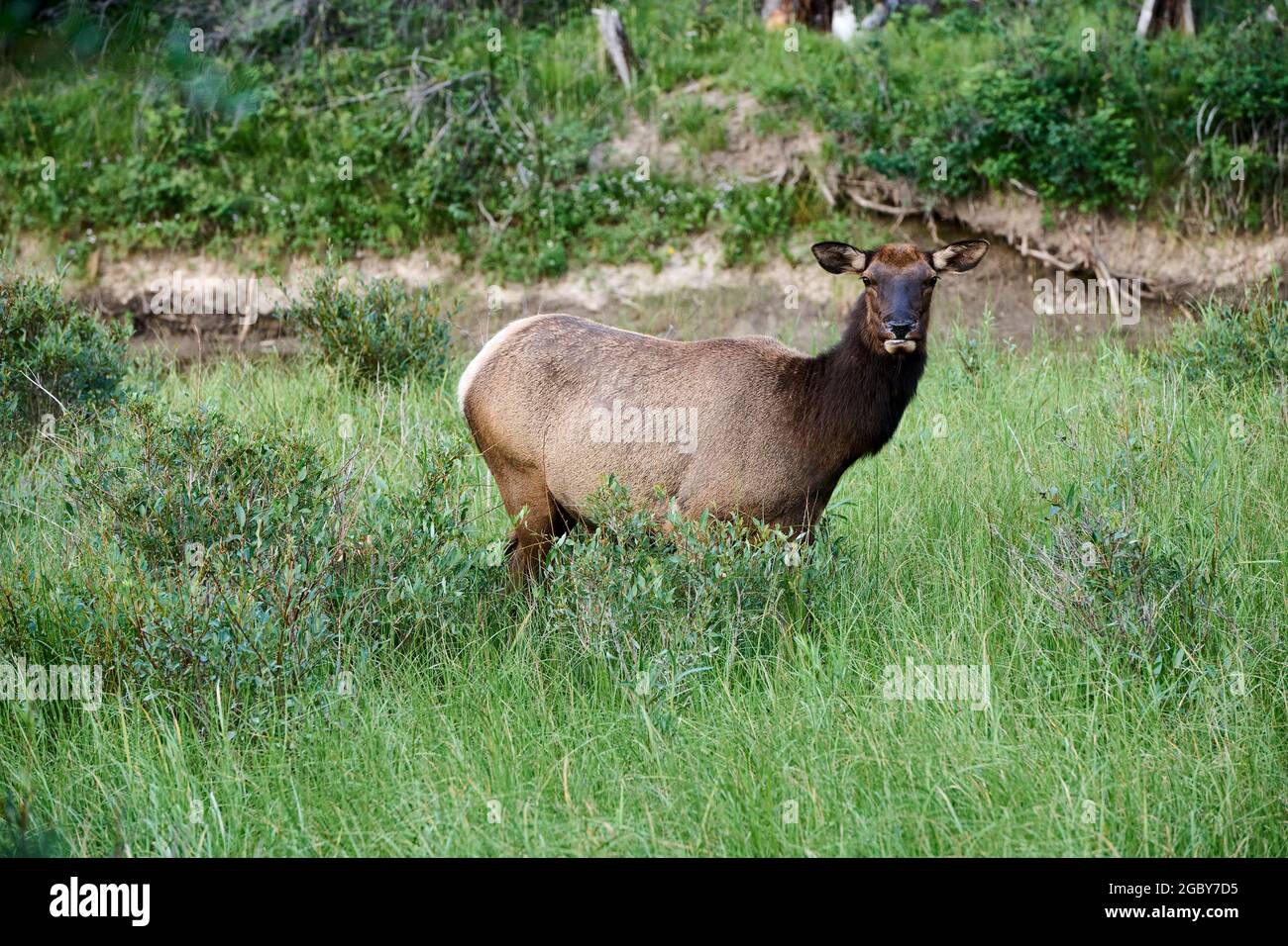 Elk (Wapiti), (Cervus canadensis), Higashikawa Friendship Trail ...