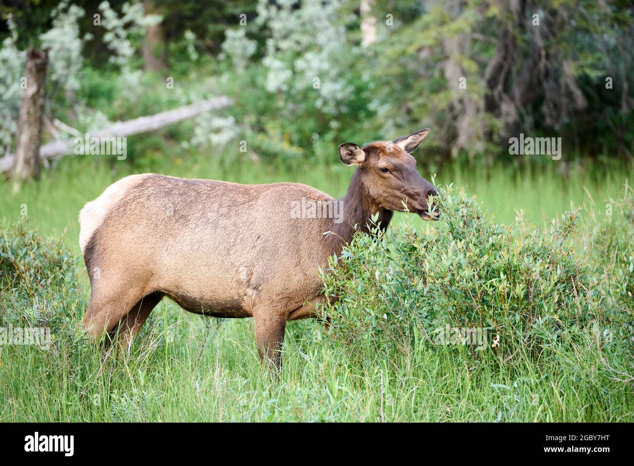 Higashikawa friendship trail hi-res stock photography and images - Alamy