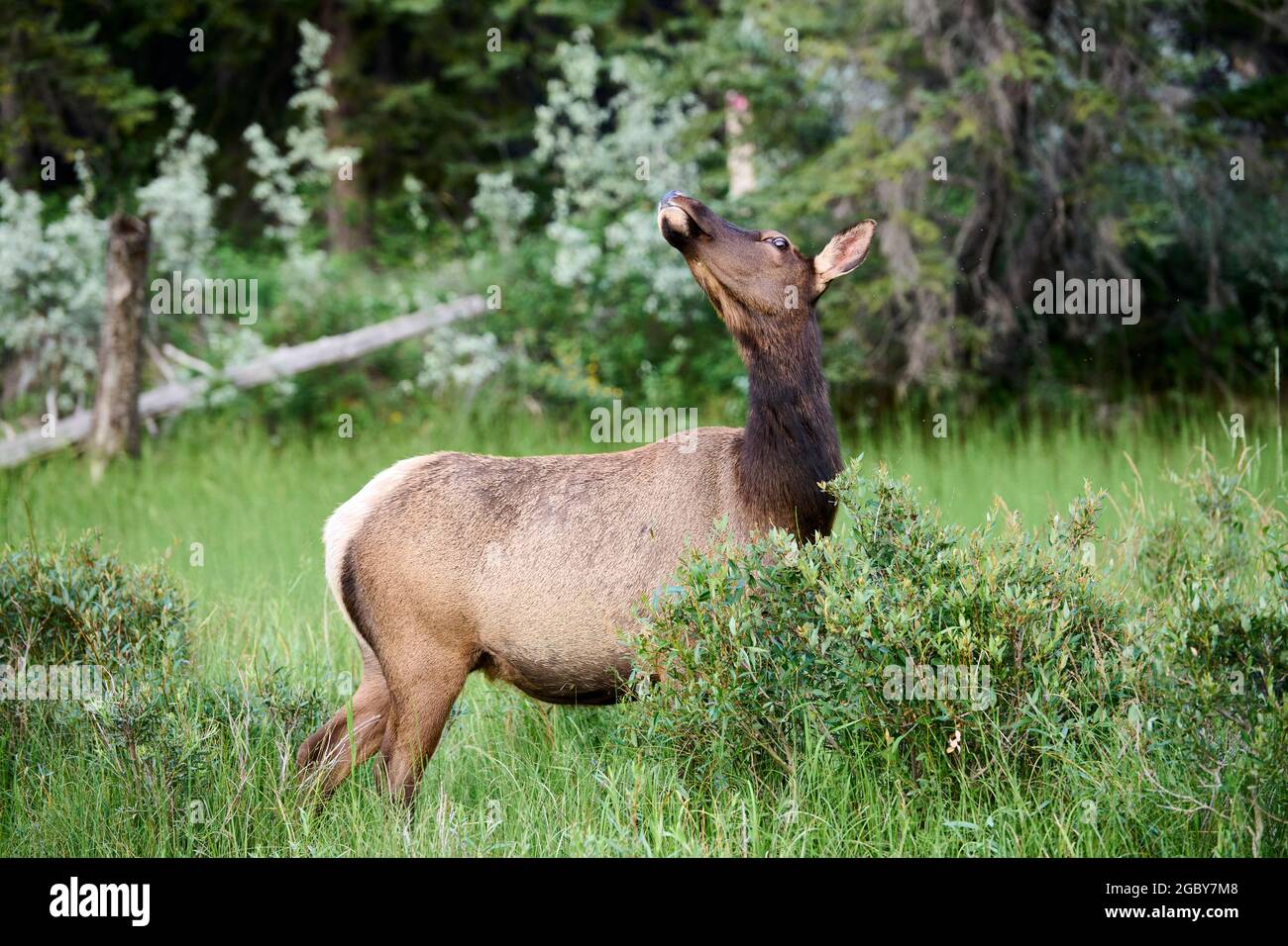 Elk (Wapiti), (Cervus canadensis), Higashikawa Friendship Trail ...
