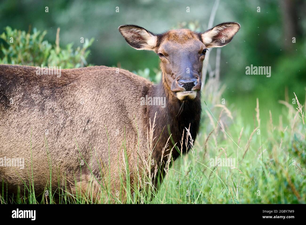 Elk doe hi-res stock photography and images - Alamy
