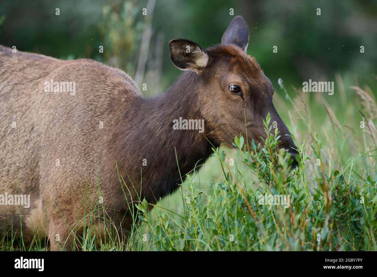 Elk (Wapiti), (Cervus canadensis), Higashikawa Friendship Trail ...