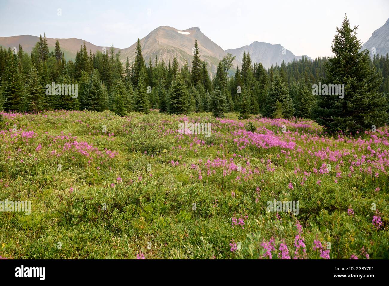 Fireweed (Chamaenerion angustifolium) growing beside trail leading to ...