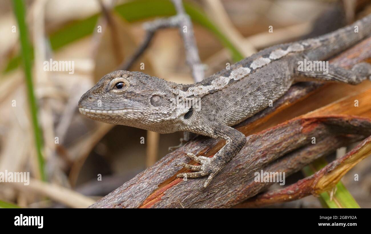 close up side view of a jacky dragon lizard Stock Photo - Alamy