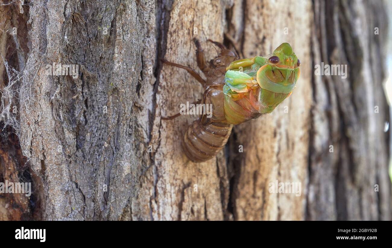 side view of a cicada emerging from its shell on a gum tree at ebor ...