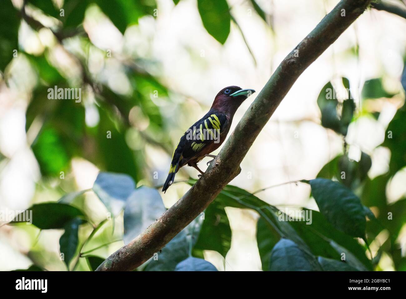 Eurylaimidae hi-res stock photography and images - Alamy