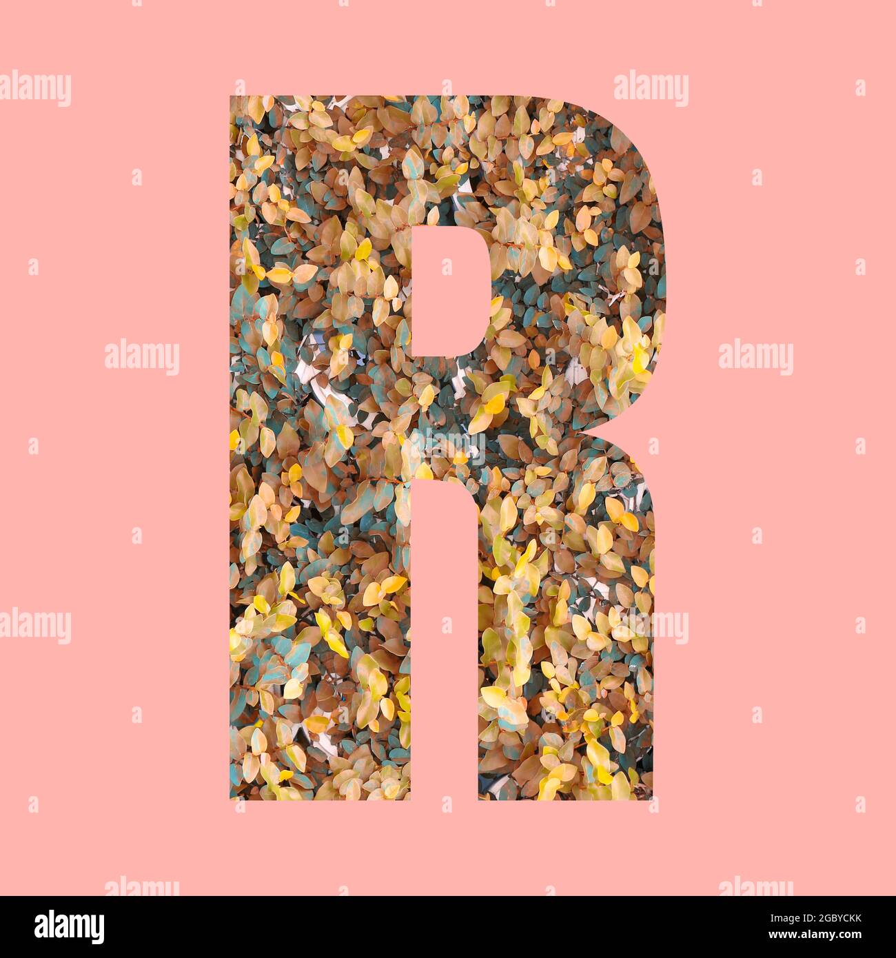 Alphabet letters of shape R in autumn style on pastel pink background ...