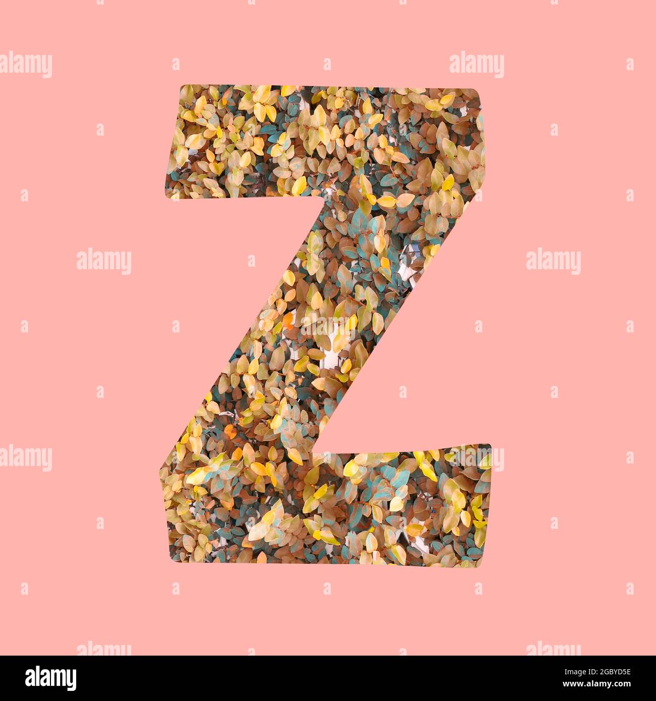 Alphabet letters of shape Z in autumn style on pastel pink background ...