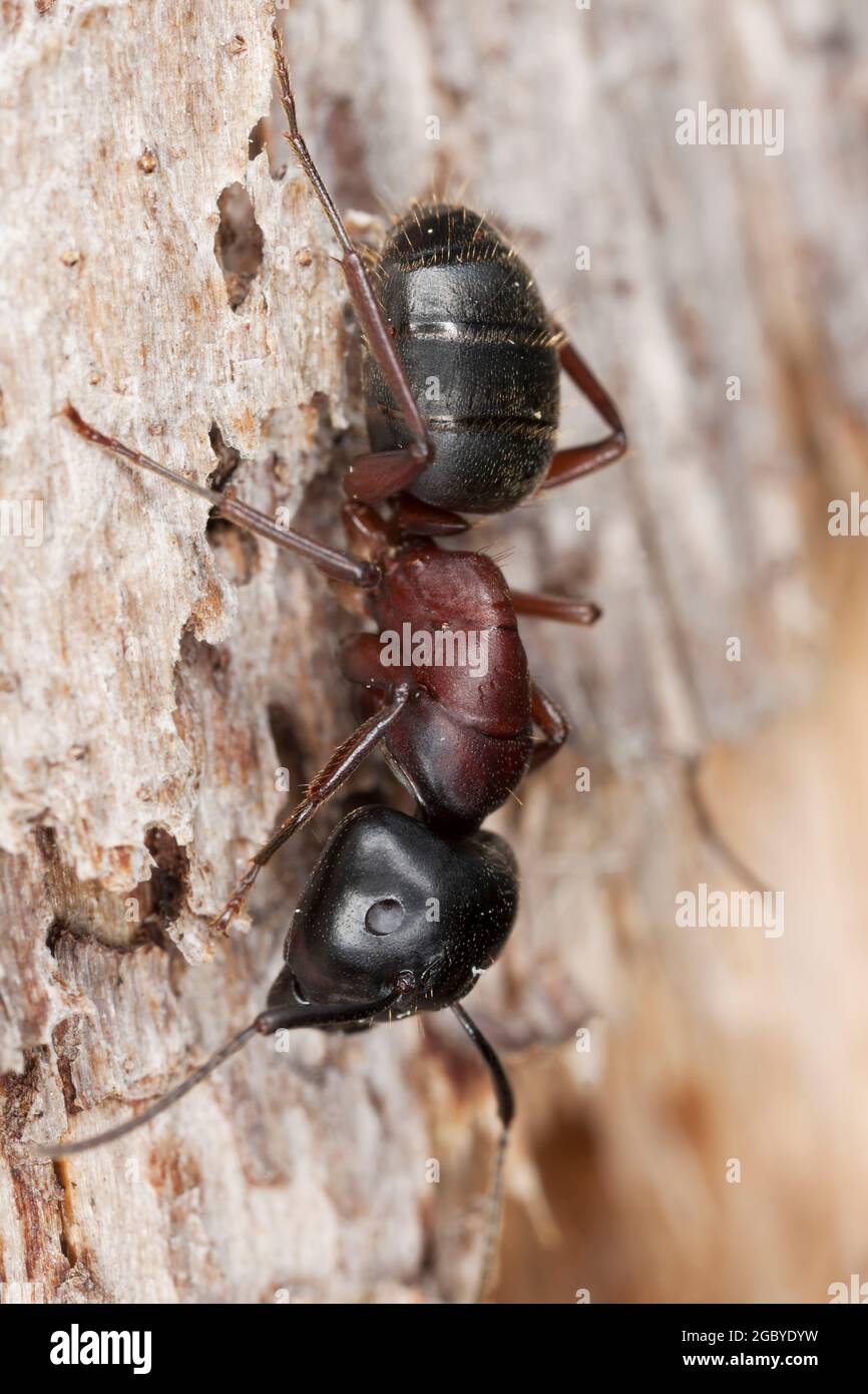 Macro photo of a Carpenter ant, this ant is a major pest on houses ...