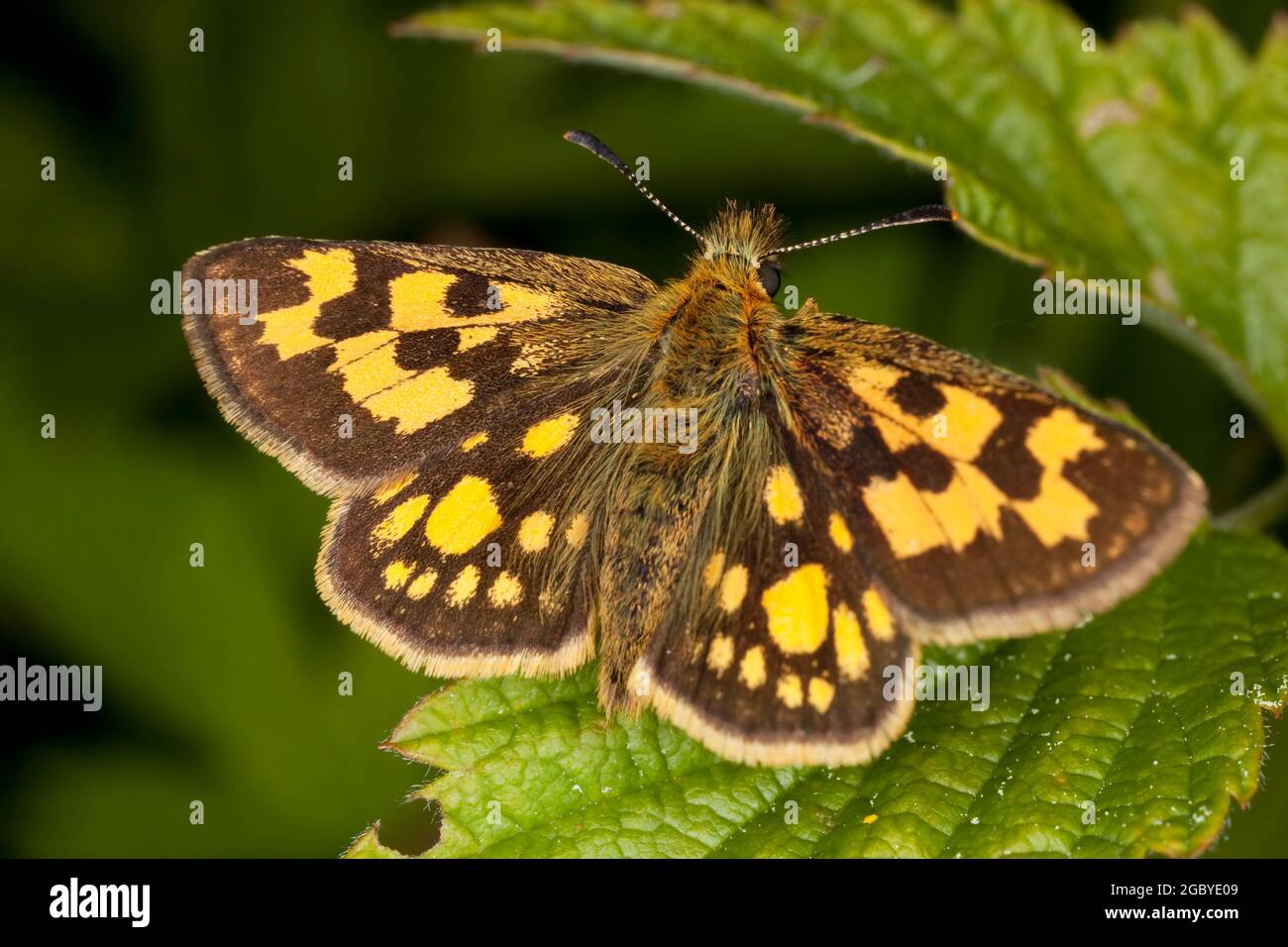 Chequered skipper (Carterocephalus palaemon Stock Photo - Alamy