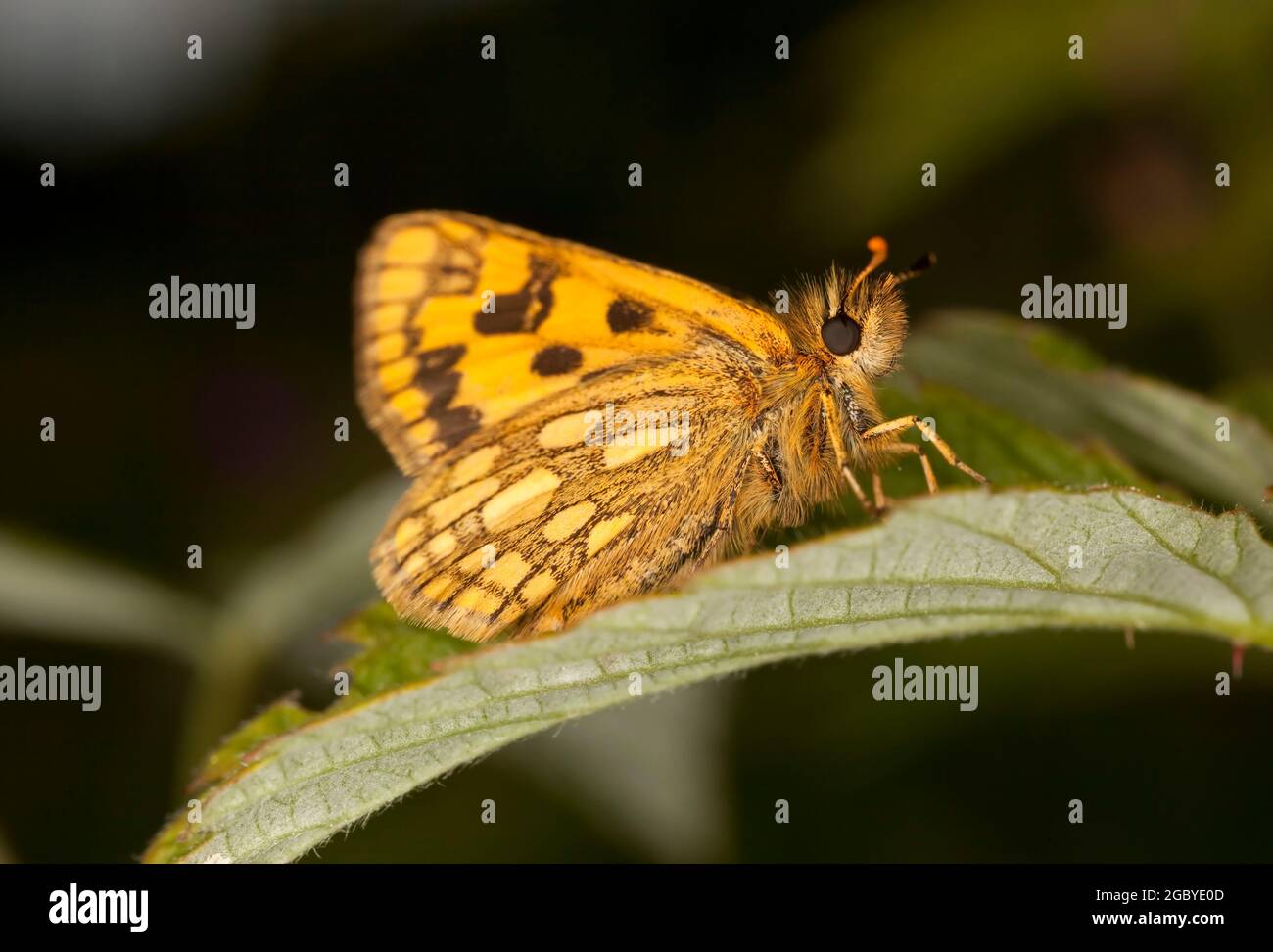 Chequered skipper (Carterocephalus palaemon Stock Photo - Alamy