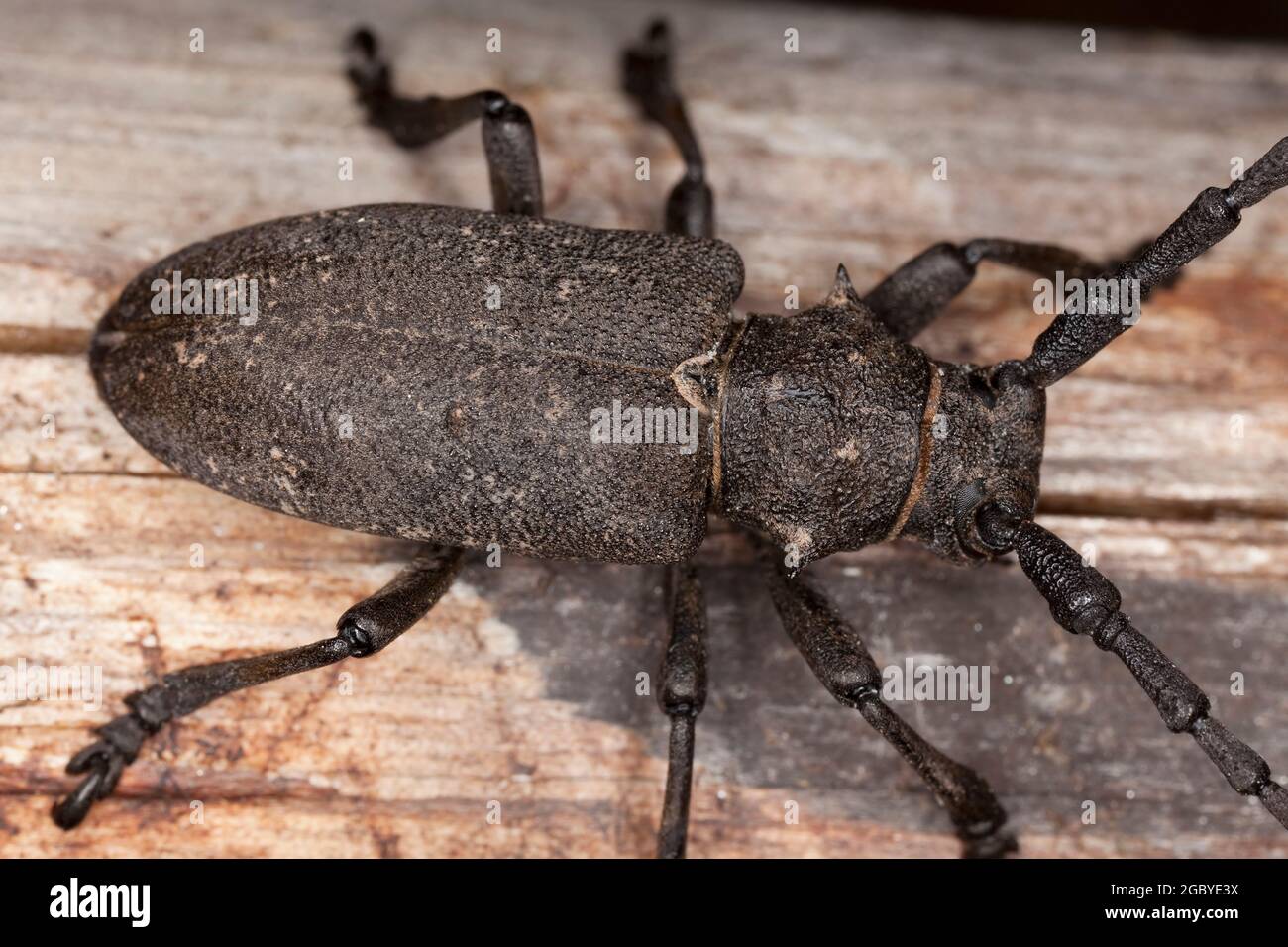 Weaver beetle, Lamia textor Stock Photo - Alamy