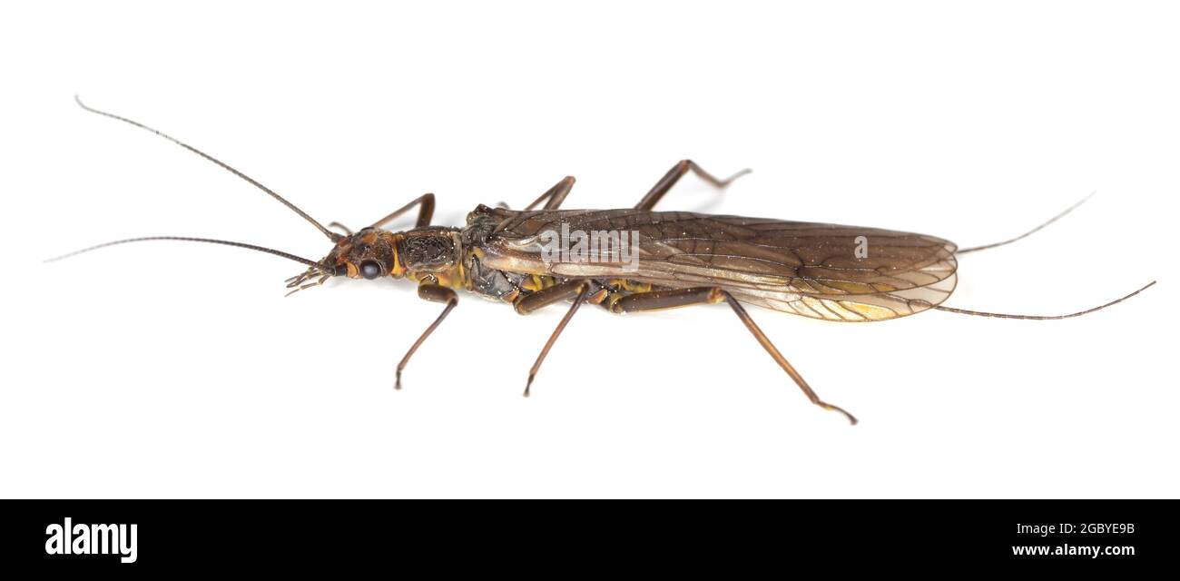 Stonefly isolated on white. Imitations of this insect is often used by ...