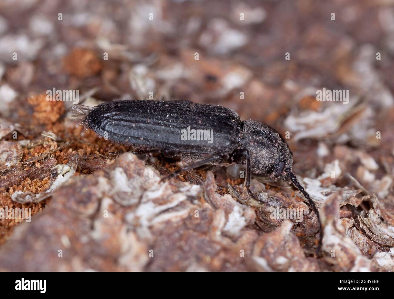 Black spruce borer hi-res stock photography and images - Alamy