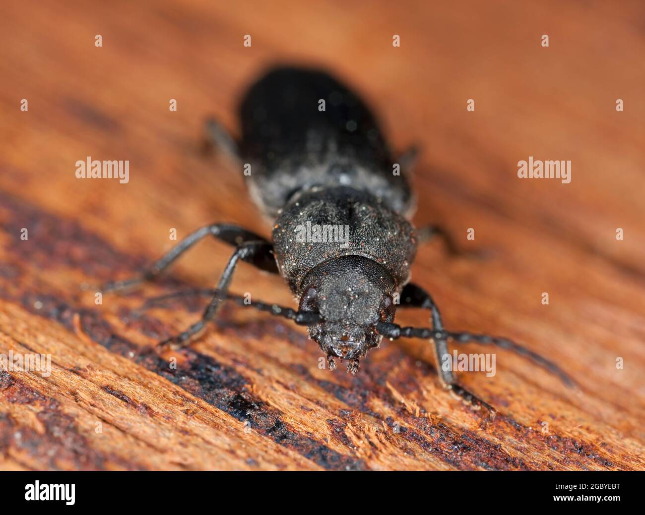 Black spruce borer hi-res stock photography and images - Alamy